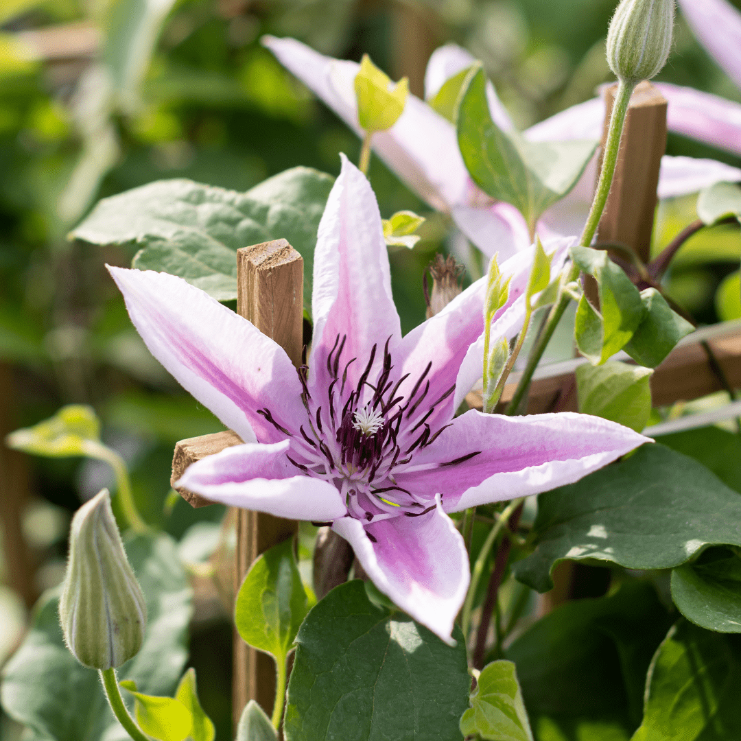 Clematis Varieties at Vermeer’s – Vermeer