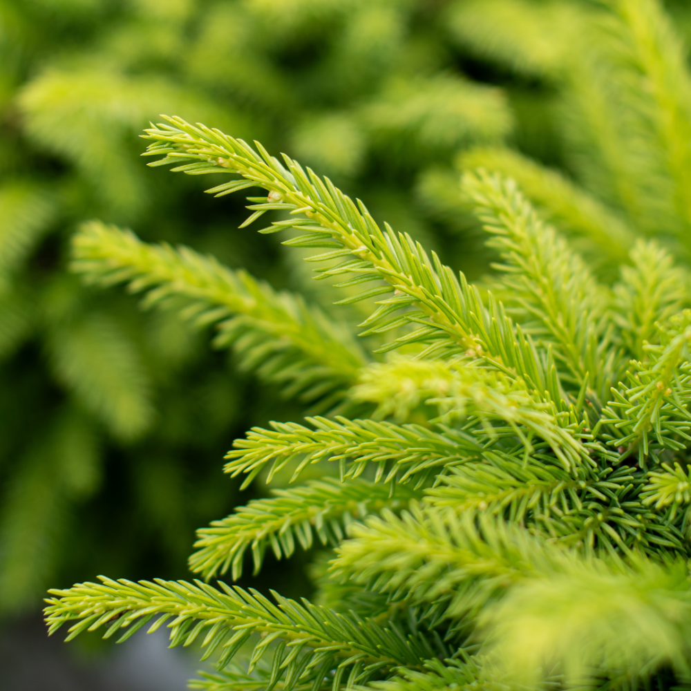 Trees & Shrubs for Small Spaces! – Vermeer